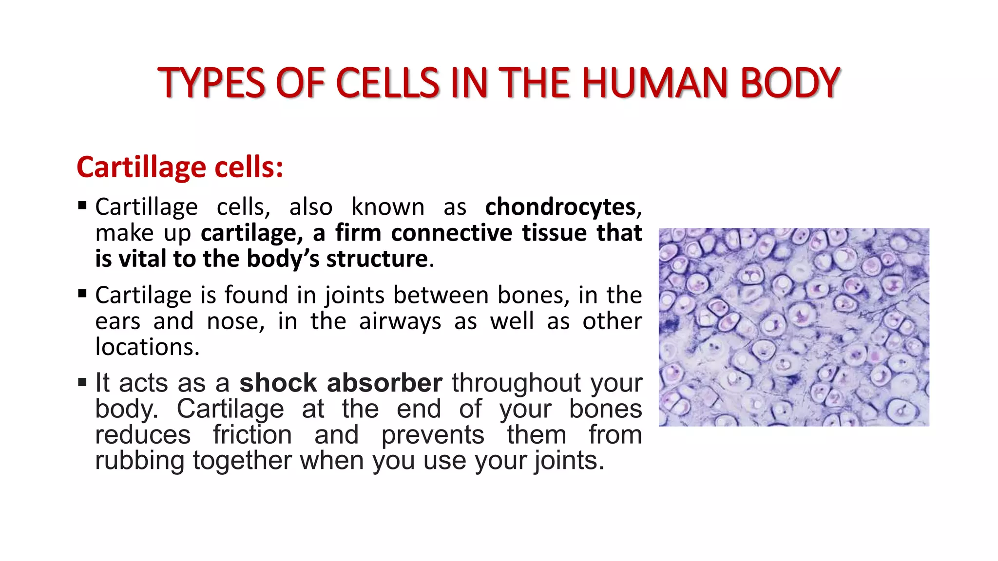 Cell & Cell Theory.pptx