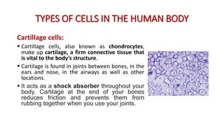 Cell & Cell Theory.pptx