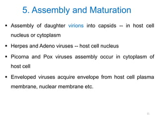 2.Virus life cycle (Replication)-PH 2022.pptx