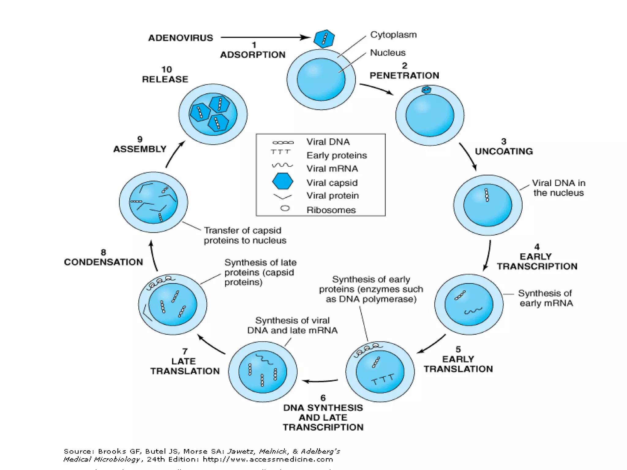 2.Virus life cycle (Replication)-PH 2022.pptx