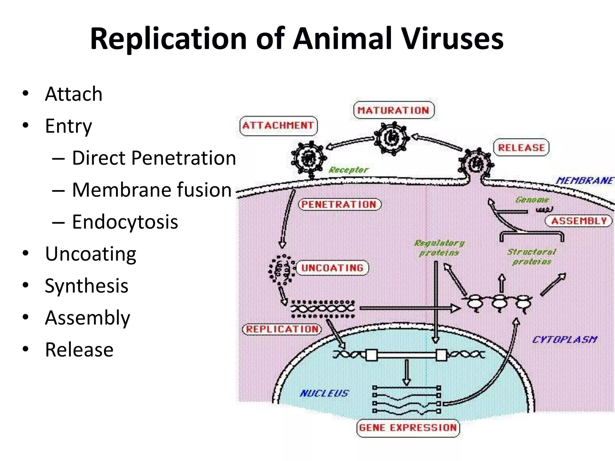 2.Virus life cycle (Replication)-PH 2022.pptx