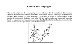 Cytogenetics | PDF