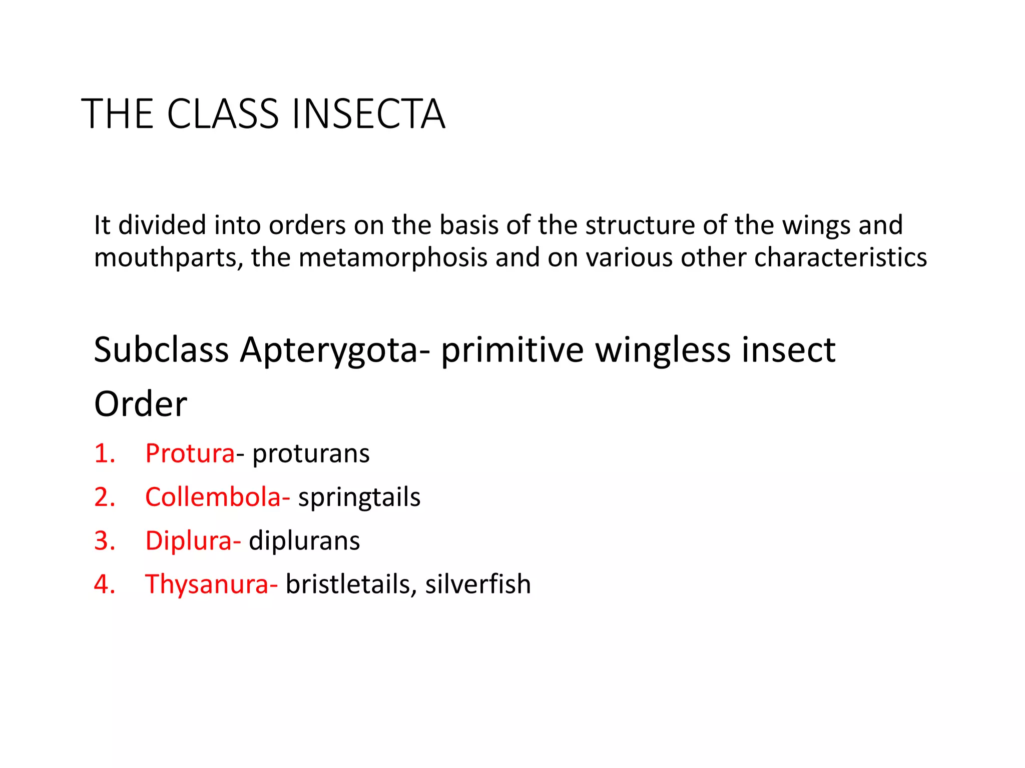 2. INSECT ORDER.pptx