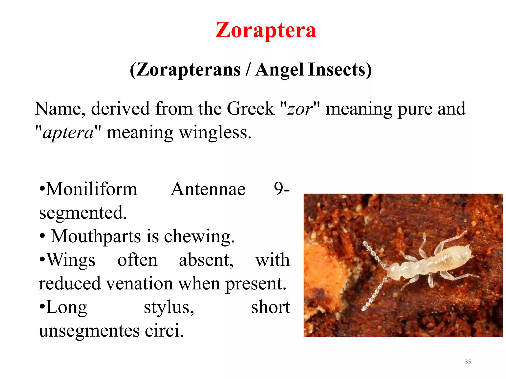 2. INSECT ORDER.pptx