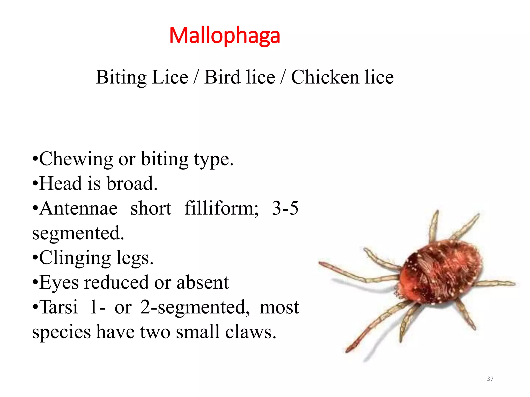 2. INSECT ORDER.pptx