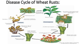 2. Rust and its management.pdf