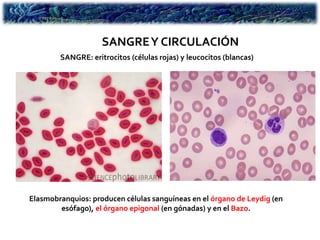 2. Respiración en peces.pptx