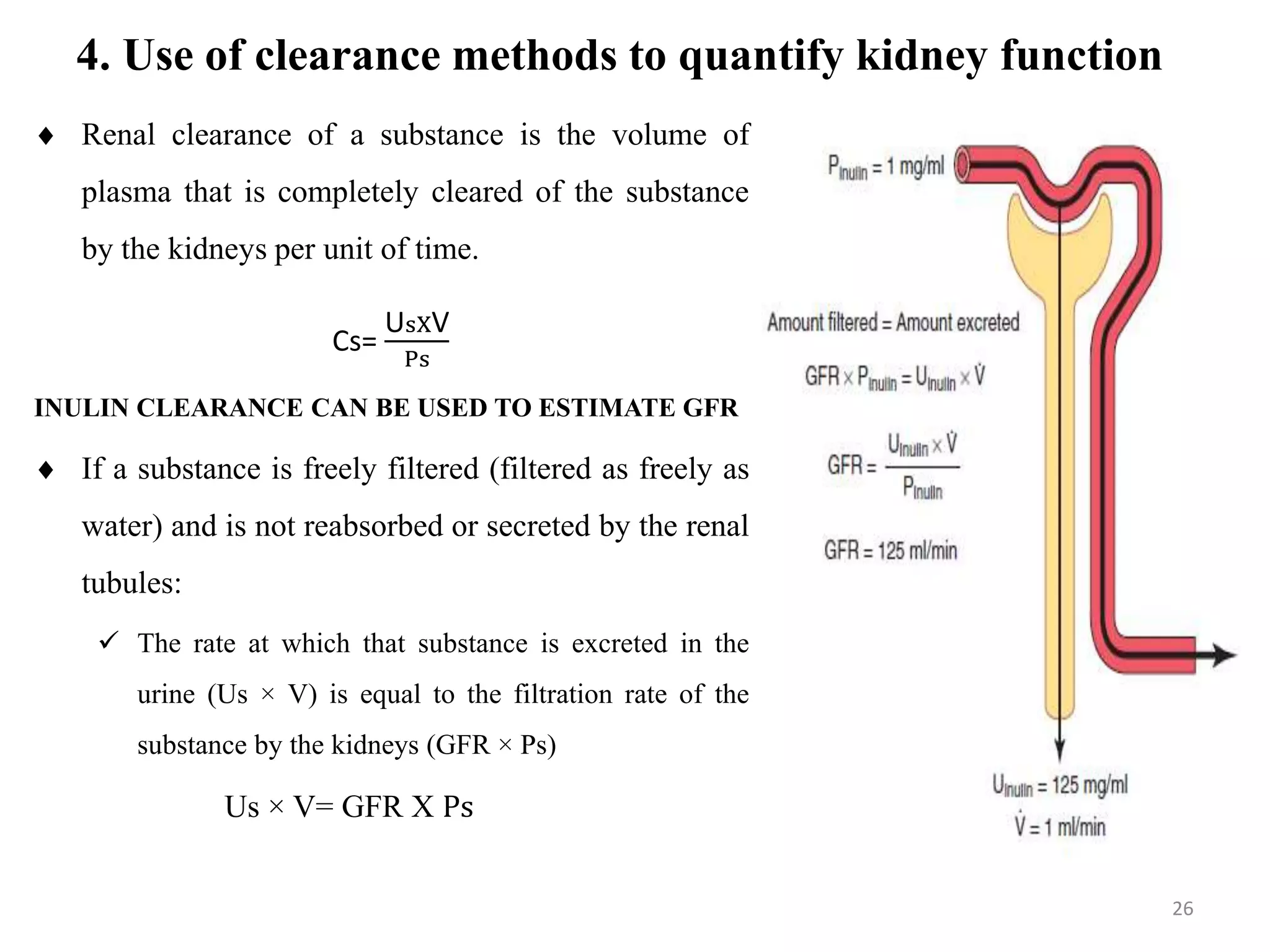 2. Urinary system physiology.pptx