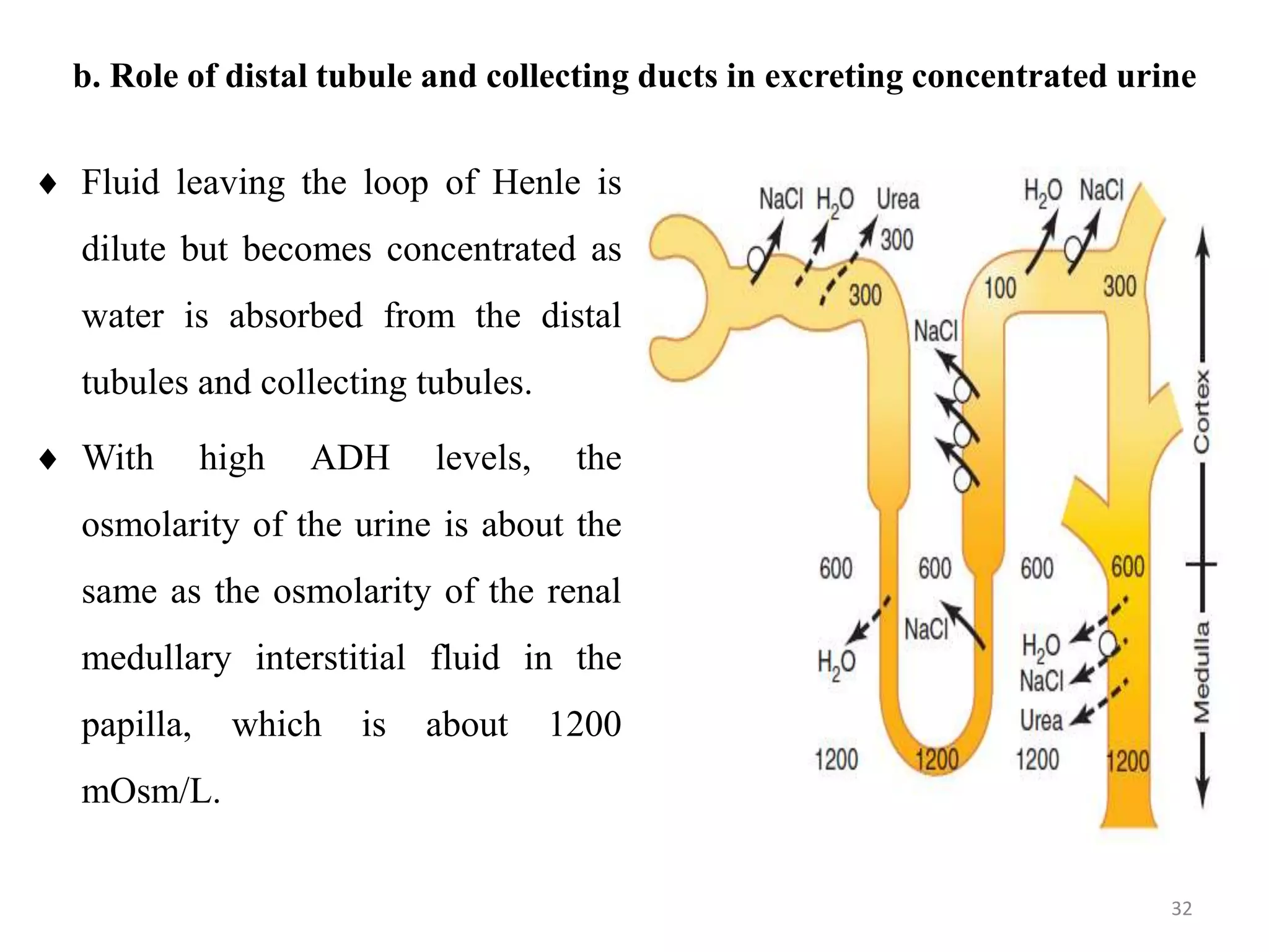 2. Urinary system physiology.pptx