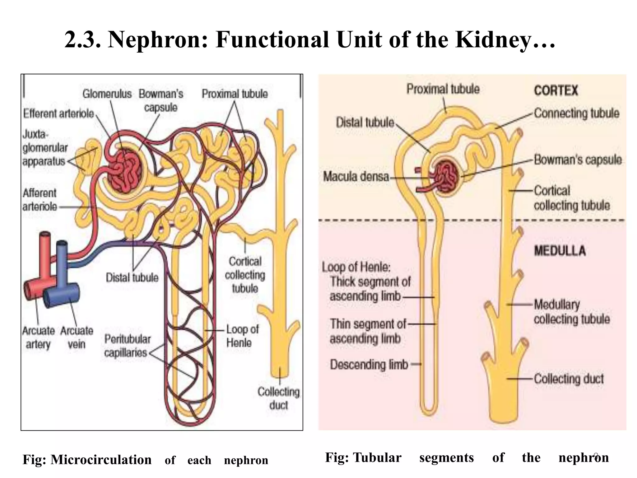 2. Urinary system physiology.pptx