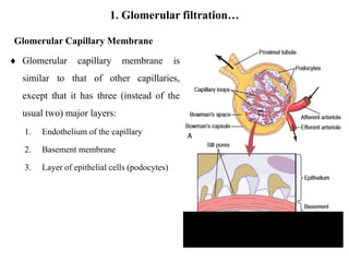 2. Urinary system physiology.pptx