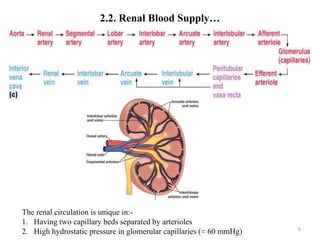 2. Urinary system physiology.pptx