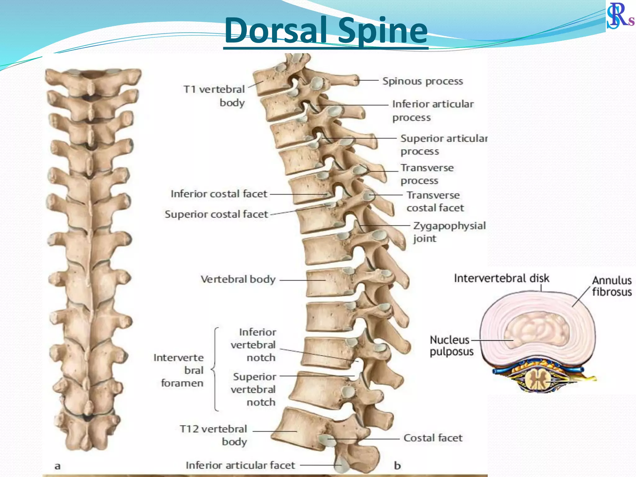 Radiological anatomy-spine.pdf