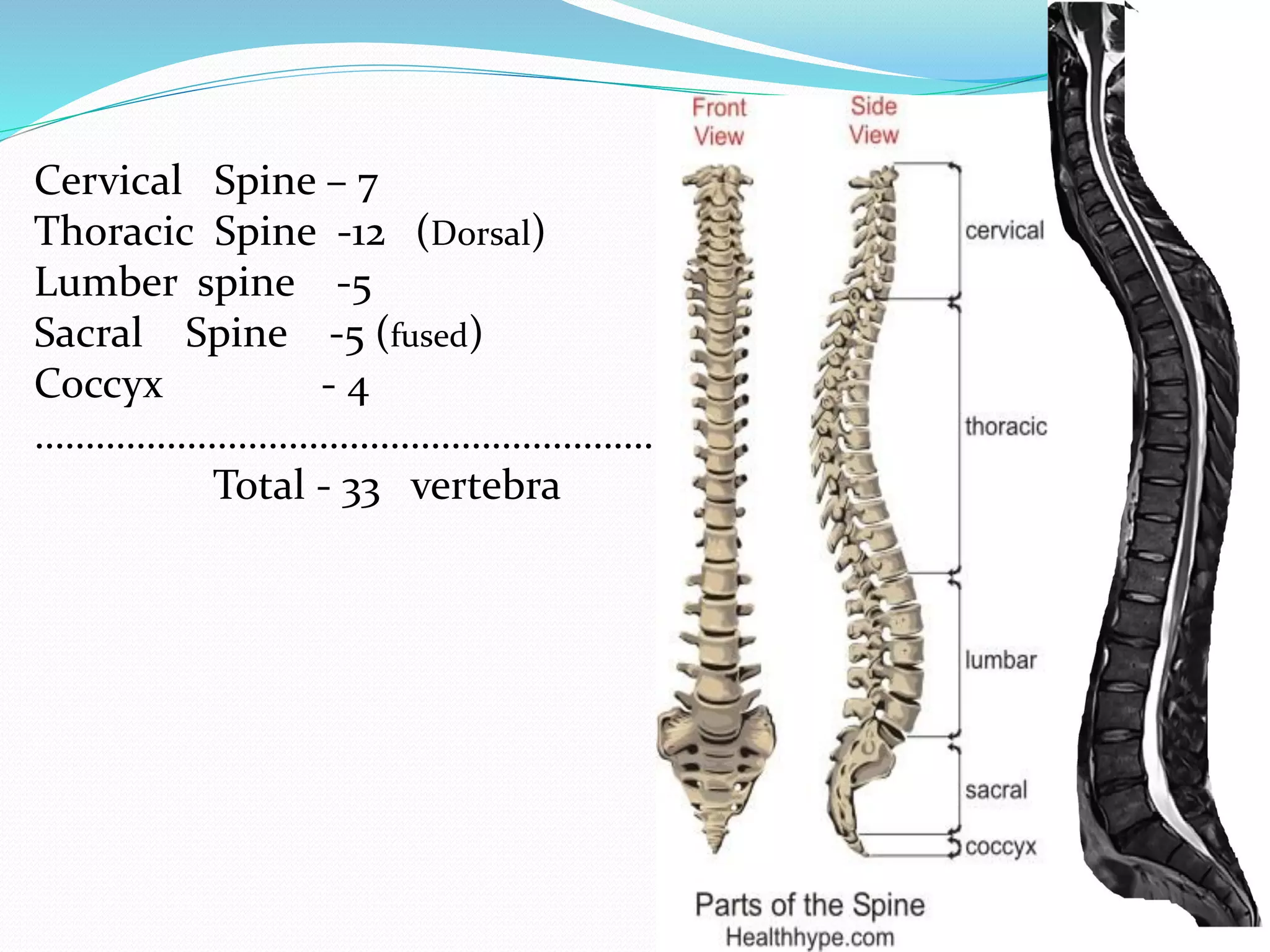 Radiological anatomy-spine.pdf