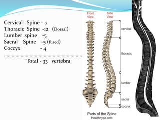 Radiological anatomy-spine.pdf