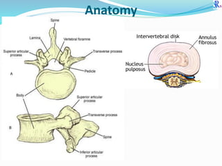 Radiological anatomy-spine.pdf