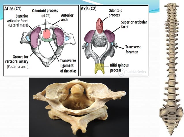 Radiological anatomy-spine.pdf