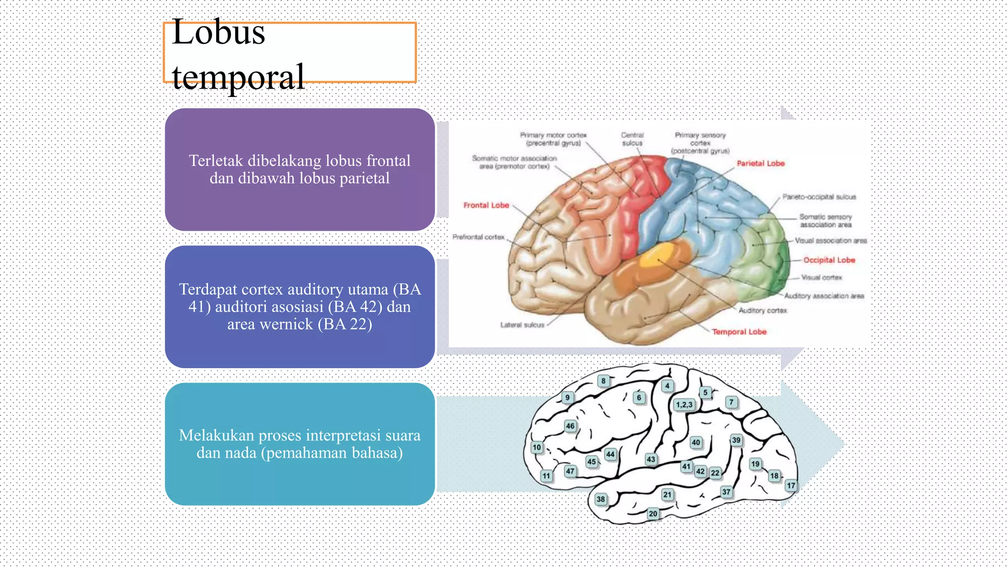 2. Cortex Cerebral.pptx