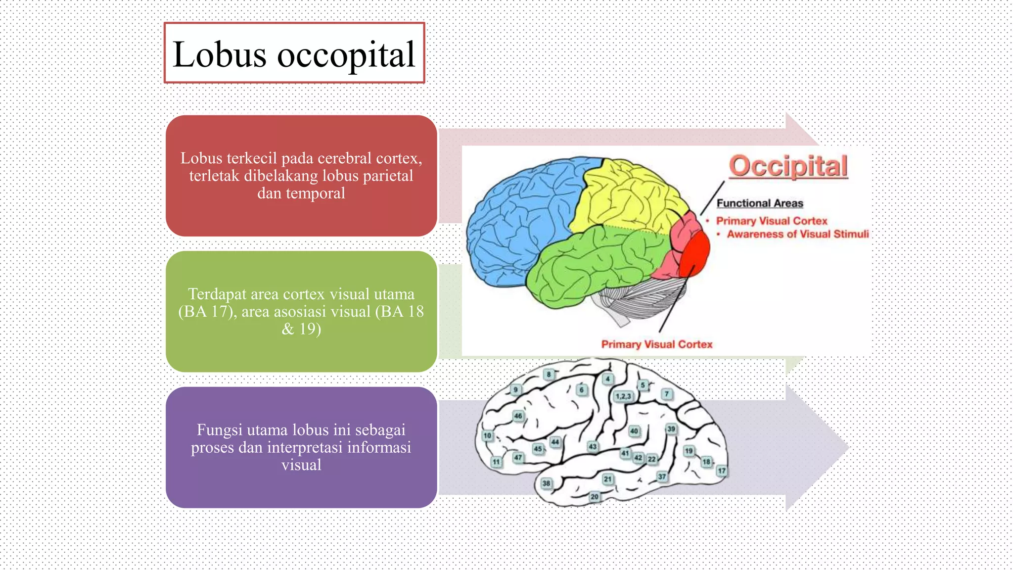 2. Cortex Cerebral.pptx