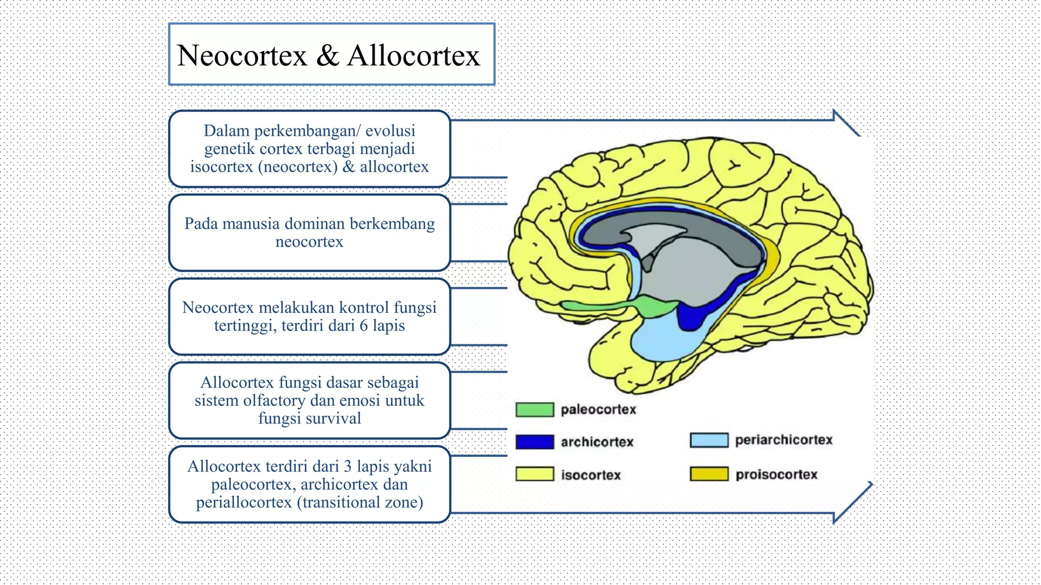 2. Cortex Cerebral.pptx