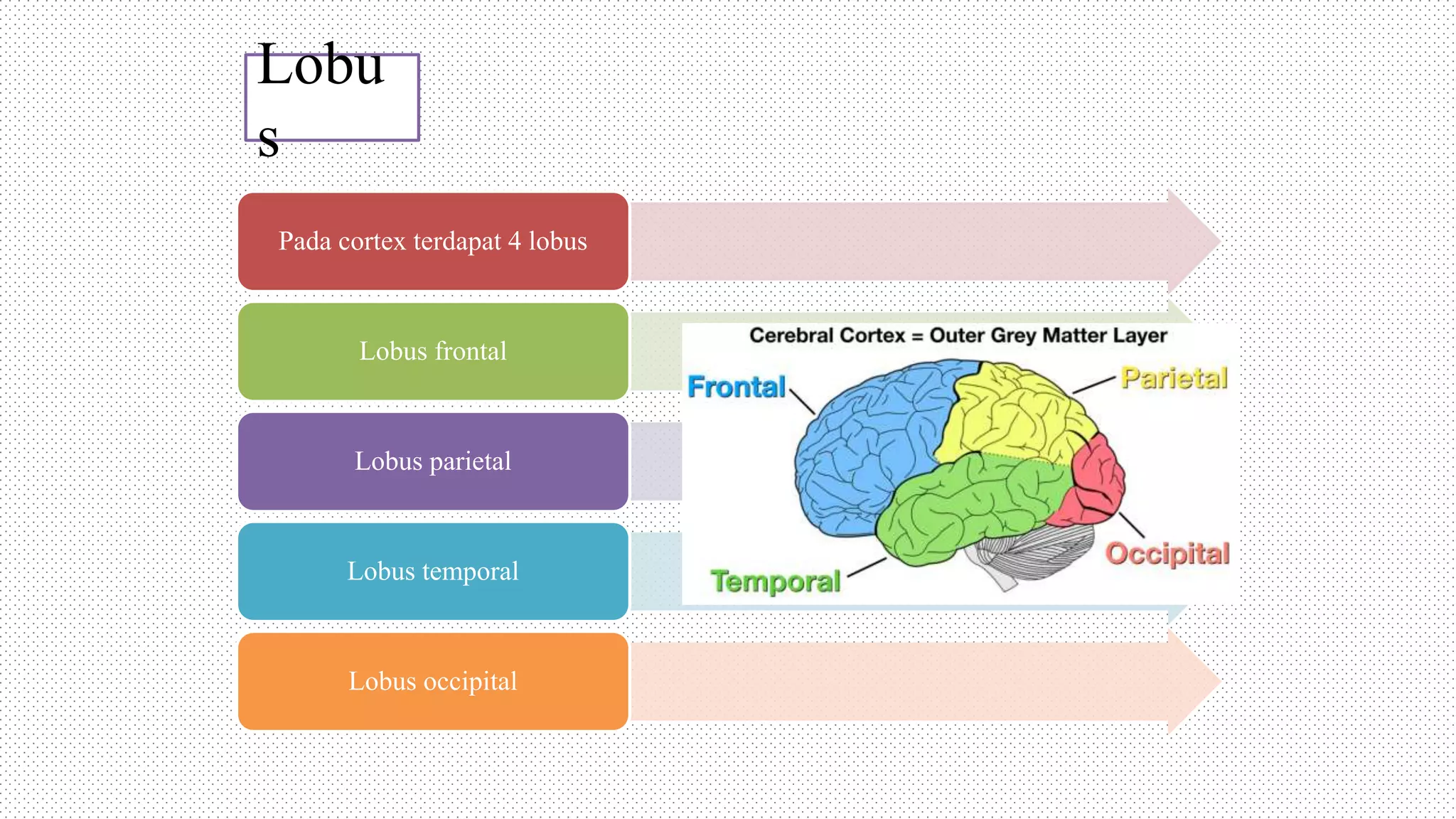 2. Cortex Cerebral.pptx
