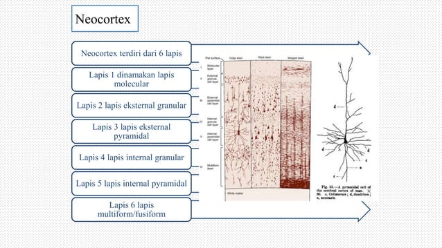 2. Cortex Cerebral.pptx
