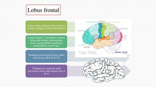 2. Cortex Cerebral.pptx