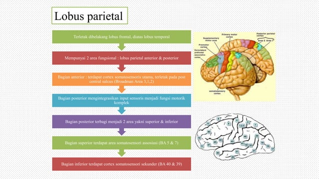 2. Cortex Cerebral.pptx