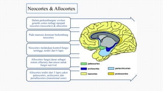 2. Cortex Cerebral.pptx