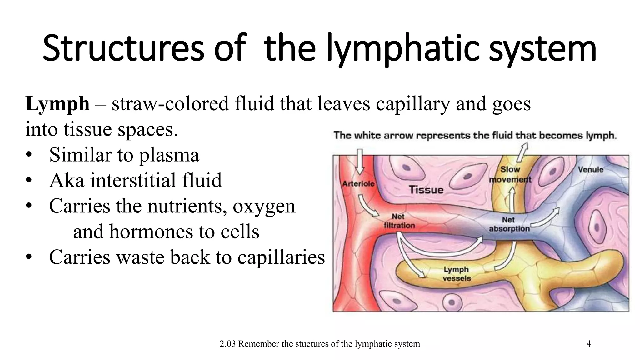 2.03 Structures of the Lymphatic System.pptx