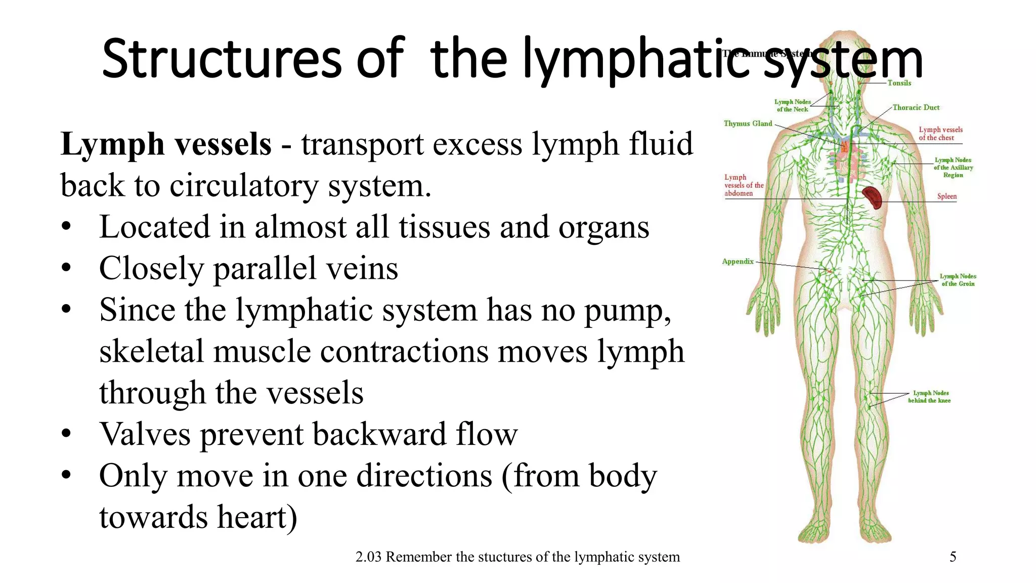 2.03 Structures of the Lymphatic System.pptx