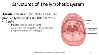 2.03 Structures of the Lymphatic System.pptx