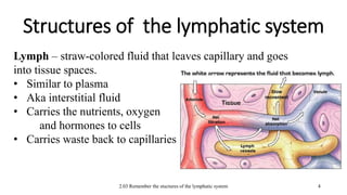 2.03 Structures of the Lymphatic System.pptx