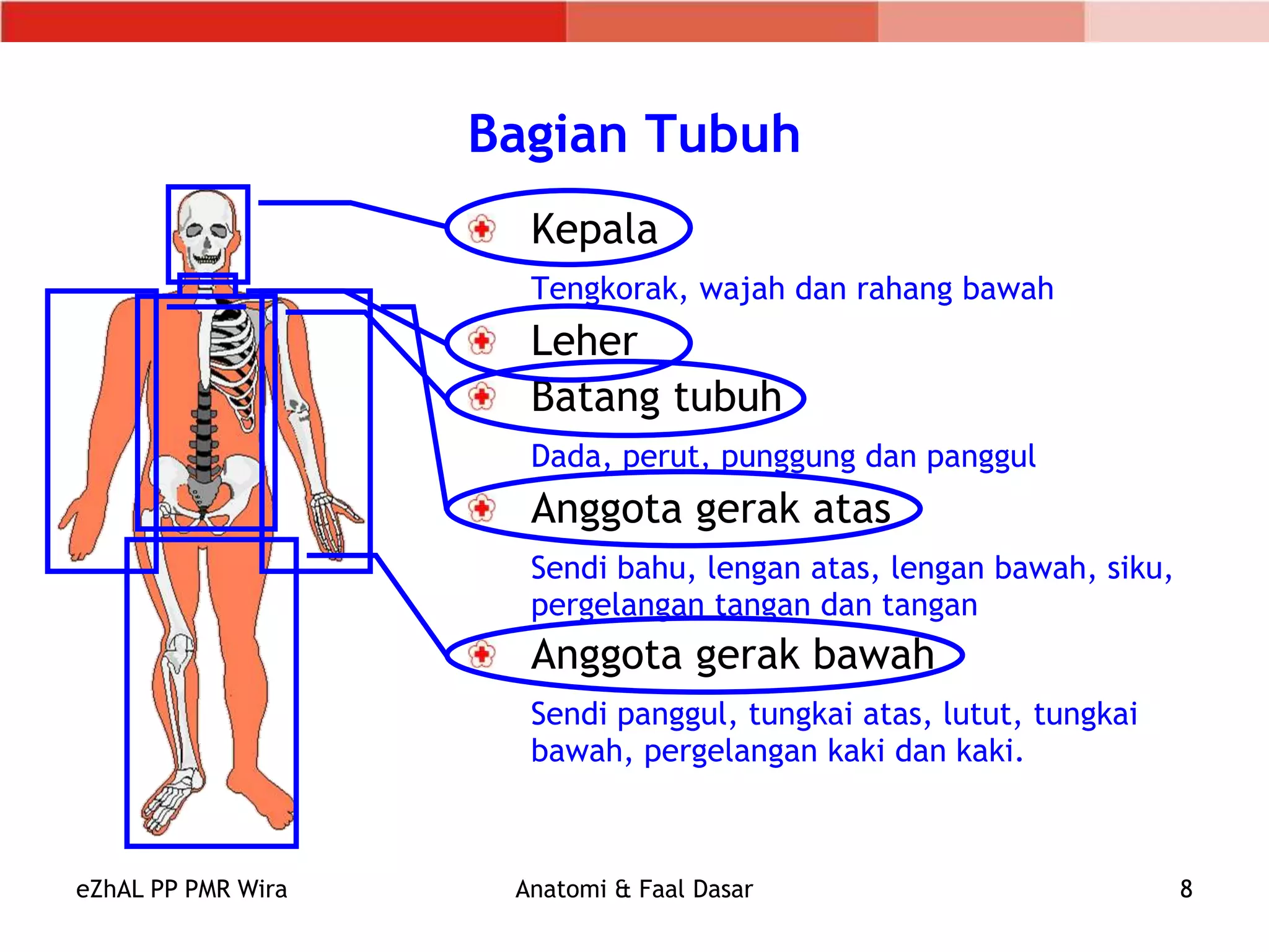 2. Anatomi & Faal.pptx