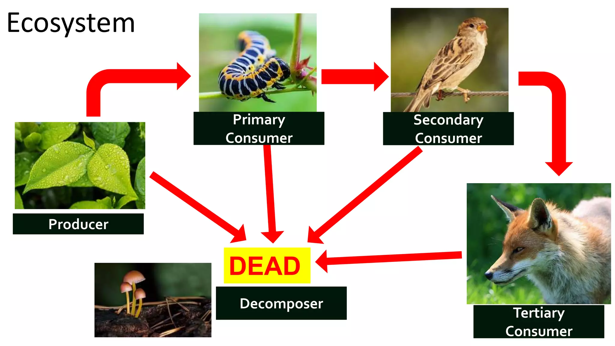 2.1 Energy Flow in an Ecosystem.pptx