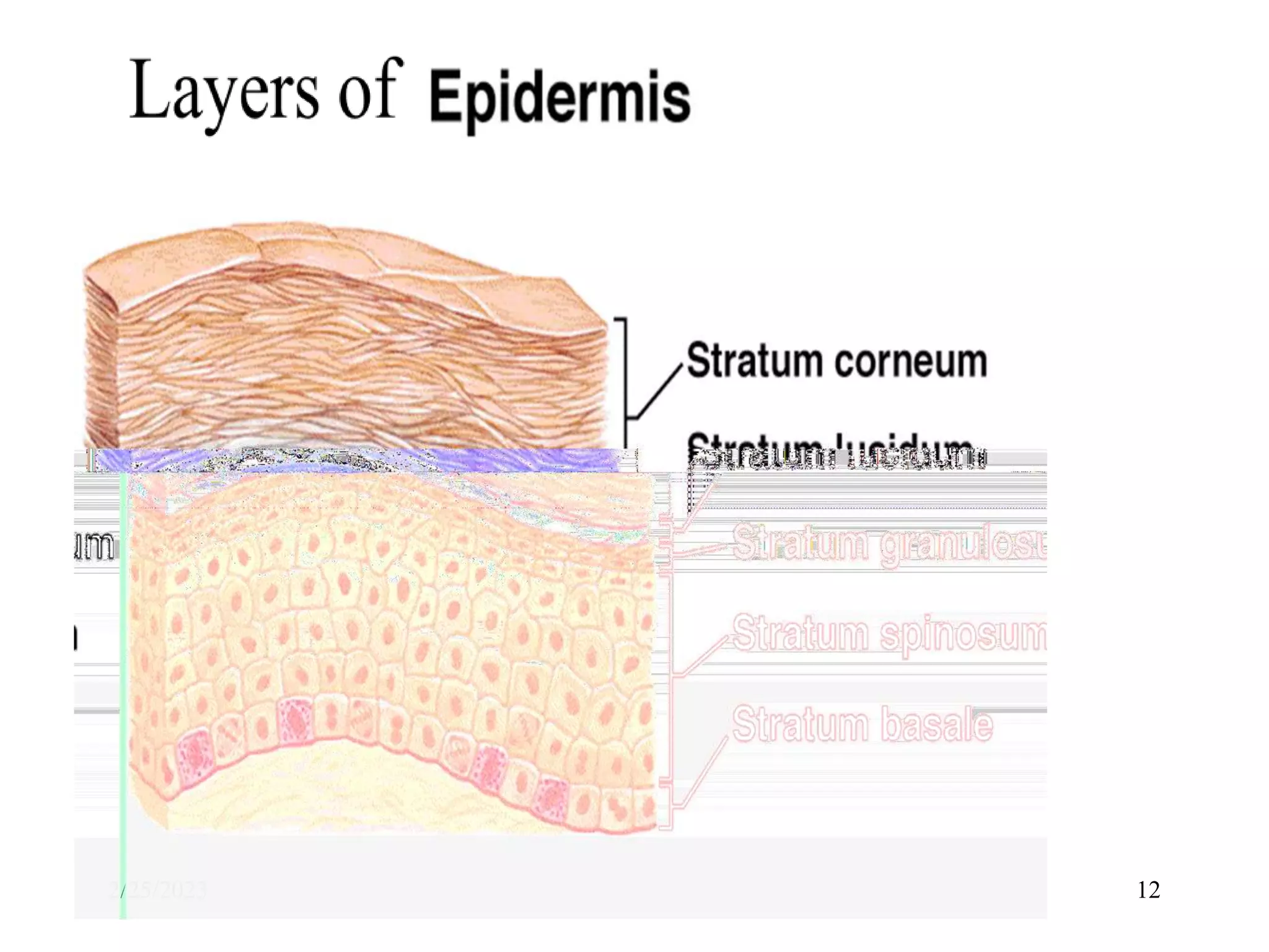 2. Integumentary system .ppt