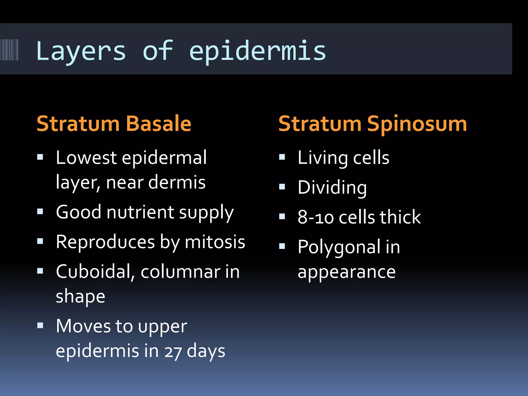 2. Integumentary system .ppt