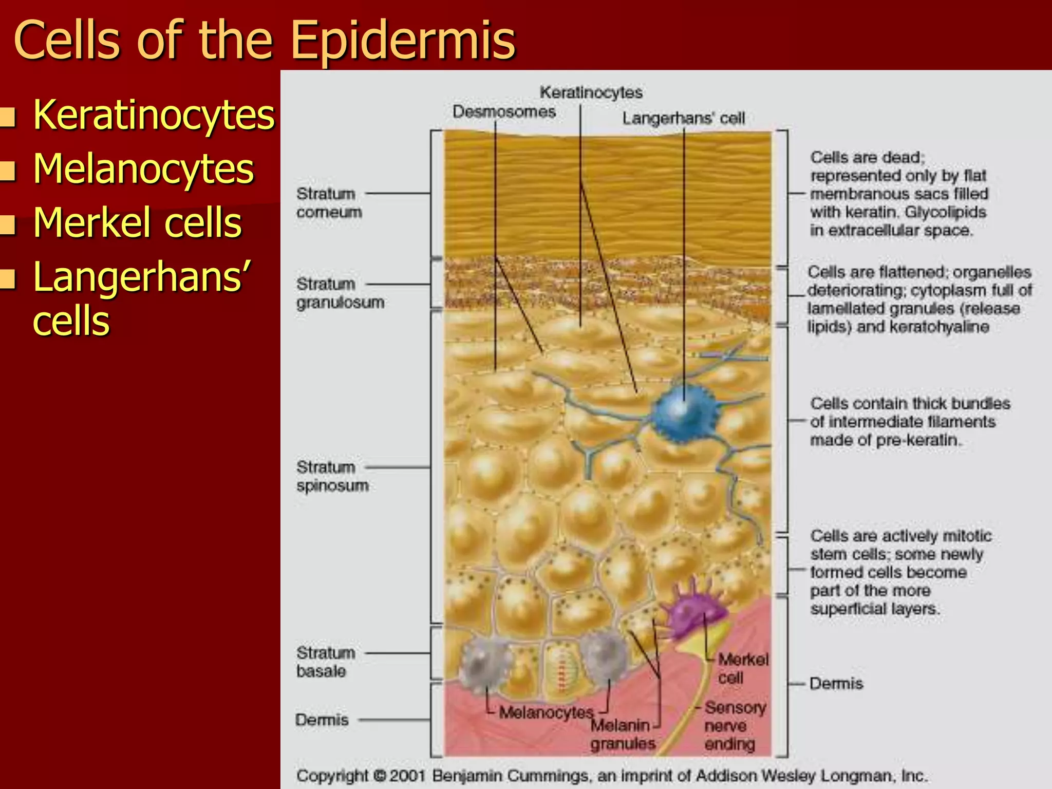 2. Integumentary system .ppt