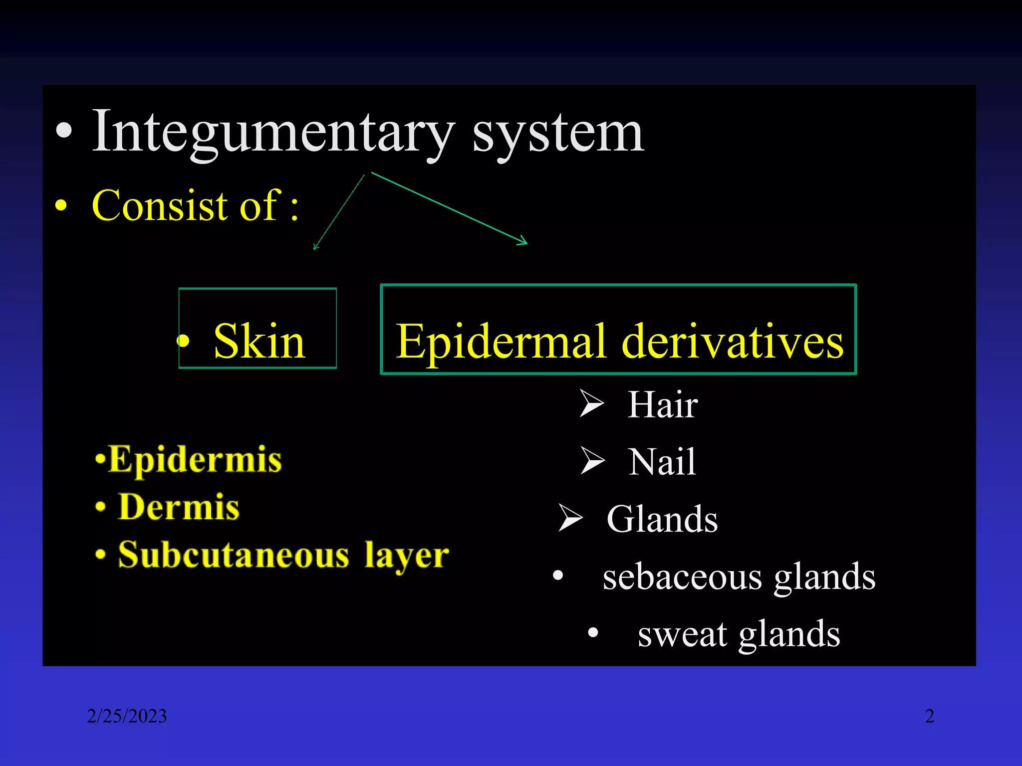 2. Integumentary system .ppt