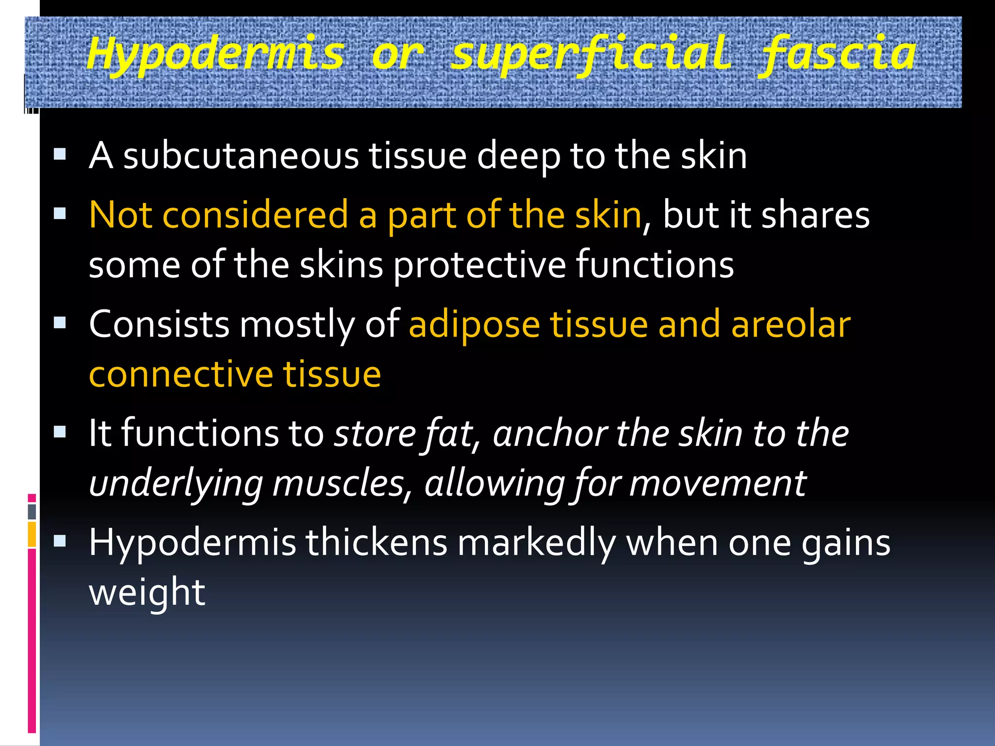 2. Integumentary system .ppt