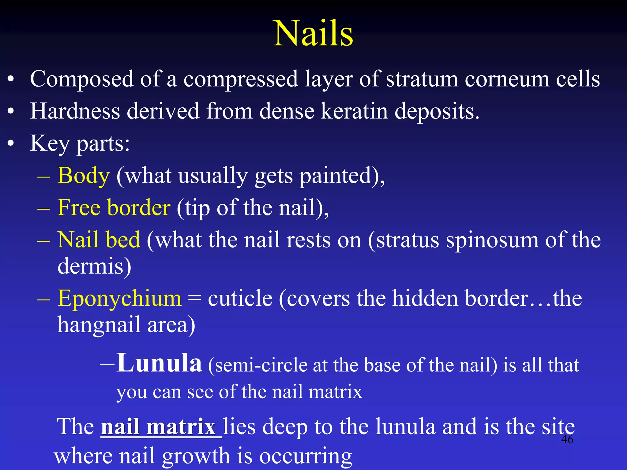 2. Integumentary system .ppt