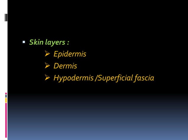 2. Integumentary system .ppt