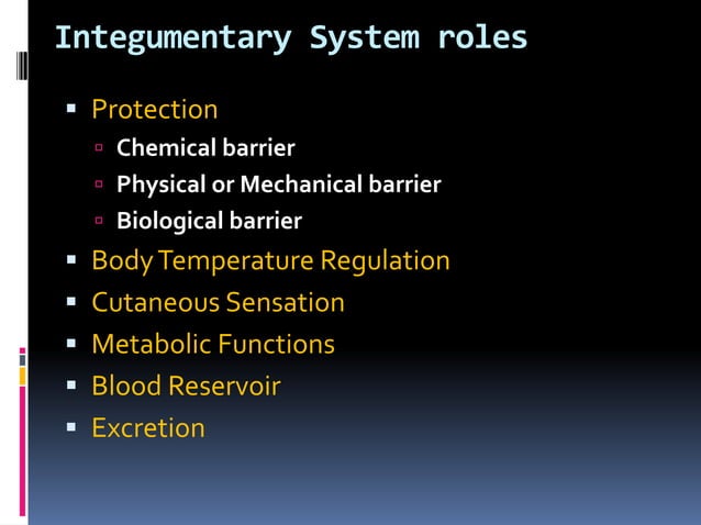 2. Integumentary system .ppt