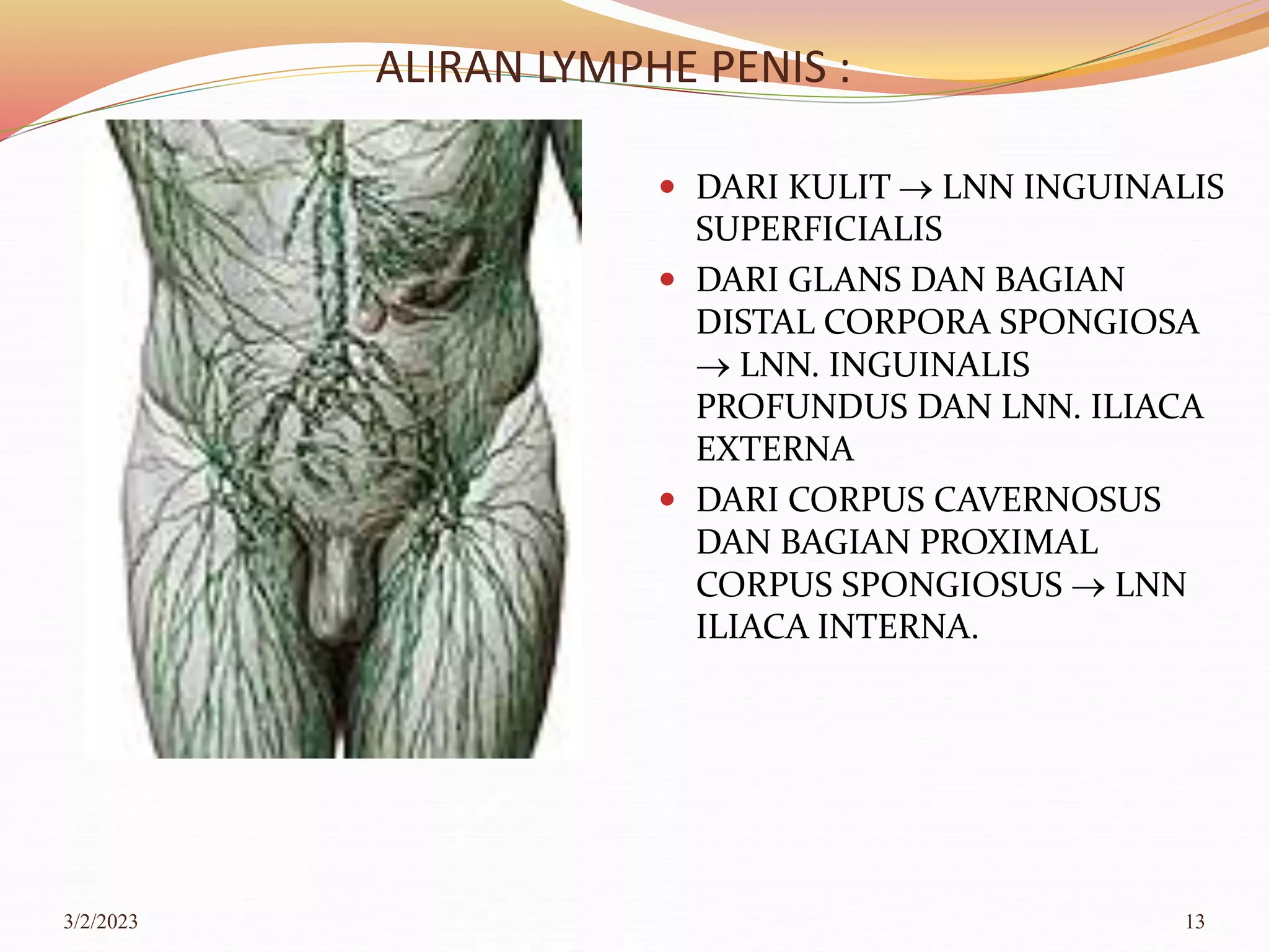 2.SDB - ANATOMI SISTEM VASCULARISASI ORGAN REPRODUKSI PRIA.ppt