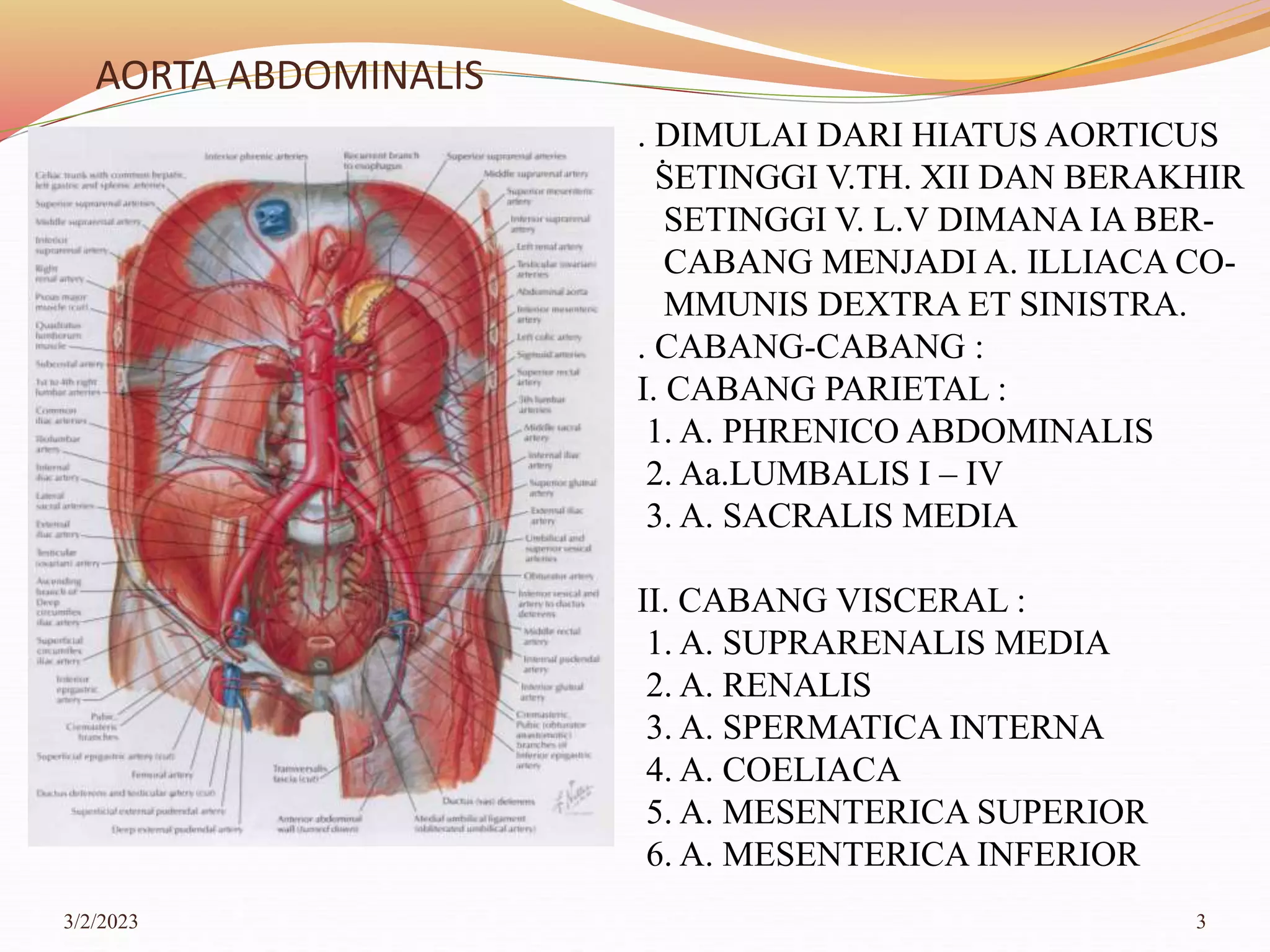 2.SDB - ANATOMI SISTEM VASCULARISASI ORGAN REPRODUKSI PRIA.ppt