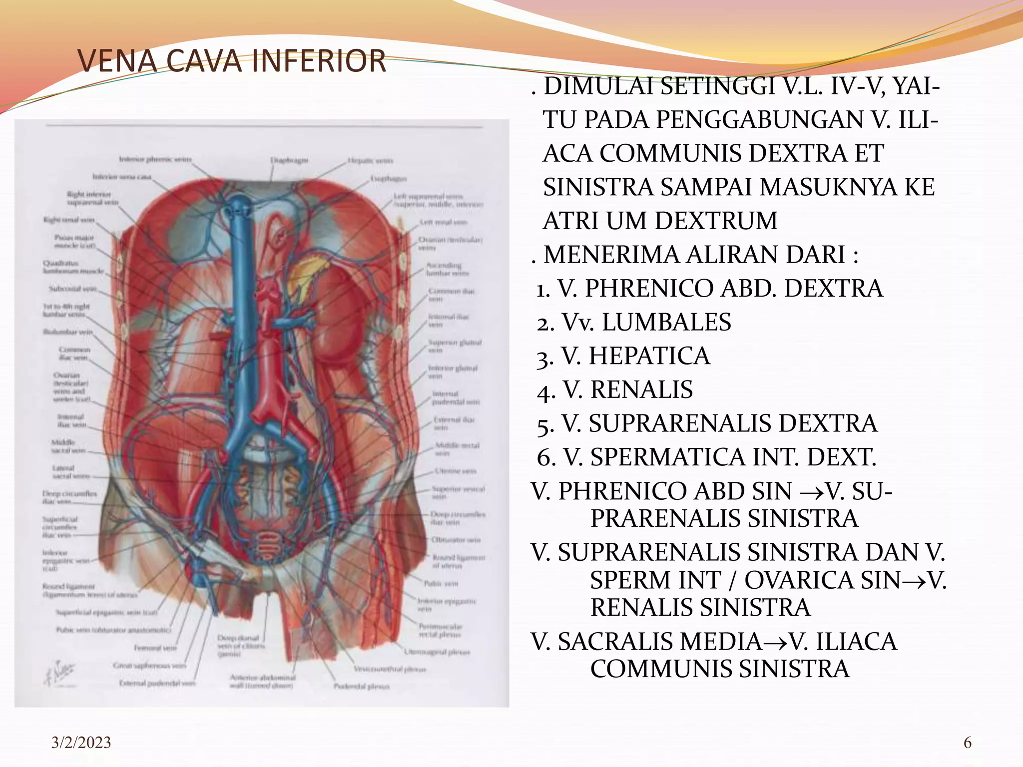2.SDB - ANATOMI SISTEM VASCULARISASI ORGAN REPRODUKSI PRIA.ppt