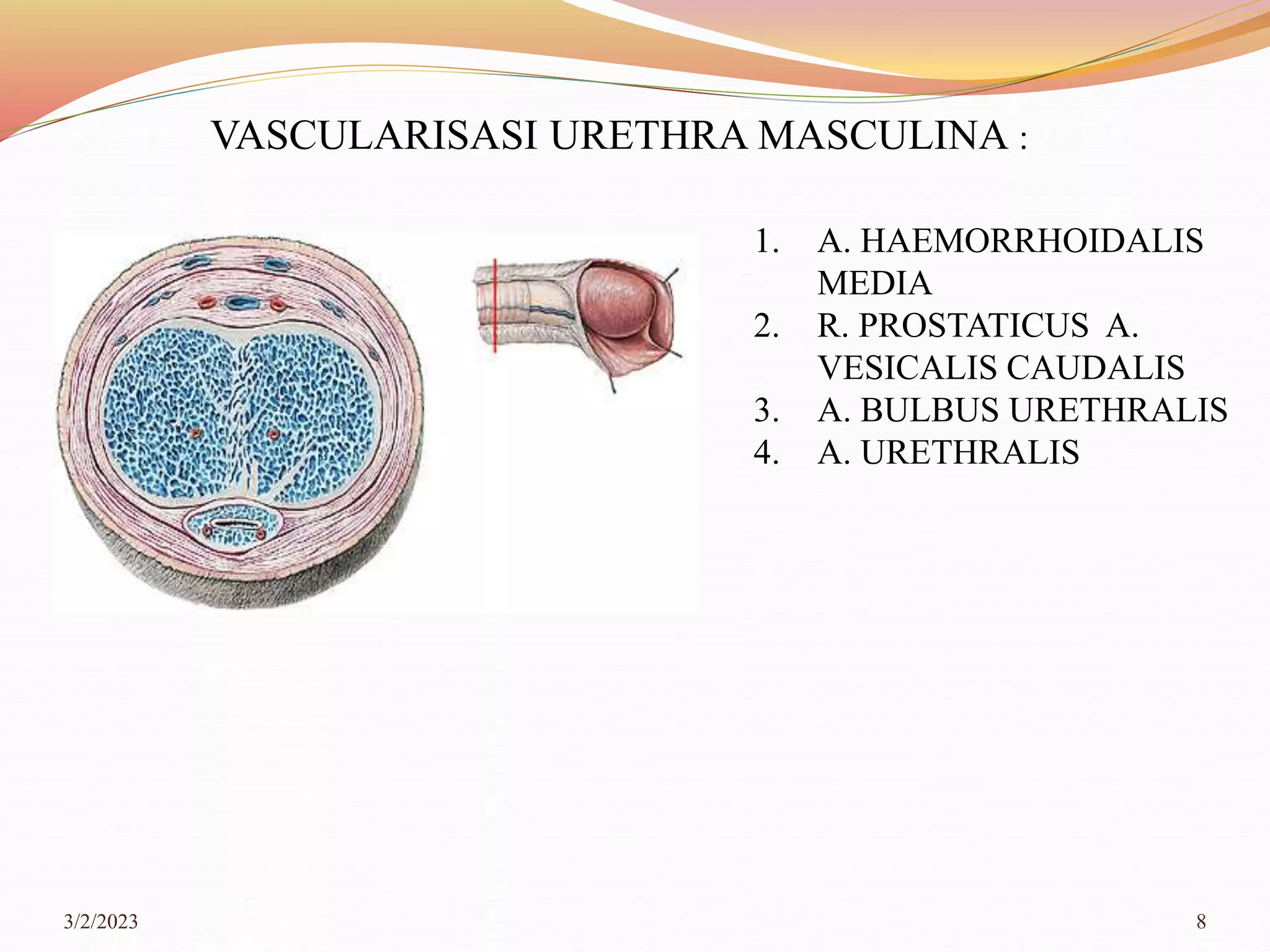 2.SDB - ANATOMI SISTEM VASCULARISASI ORGAN REPRODUKSI PRIA.ppt
