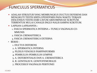 2.SDB - ANATOMI SISTEM VASCULARISASI ORGAN REPRODUKSI PRIA.ppt