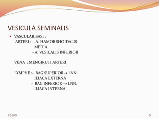 2.SDB - ANATOMI SISTEM VASCULARISASI ORGAN REPRODUKSI PRIA.ppt