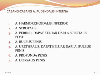 2.SDB - ANATOMI SISTEM VASCULARISASI ORGAN REPRODUKSI PRIA.ppt